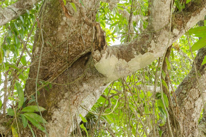 Aerial Mango Trees Stock Photos - Free & Royalty-Free Stock Photos from ...