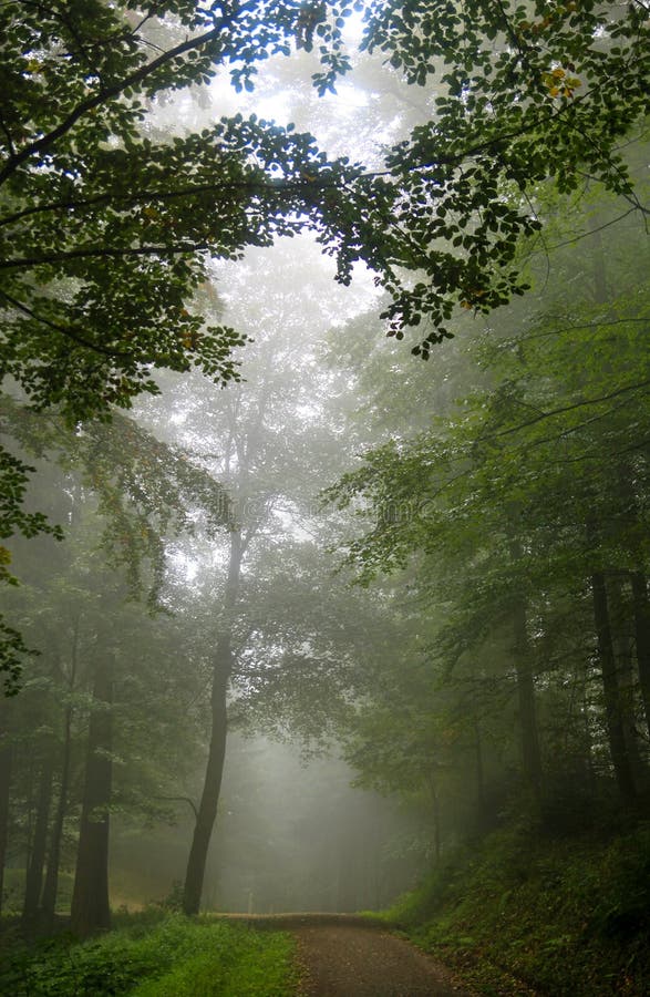 Forest Tree Alley Engulfed in Deep Mist Stock Image - Image of alley ...