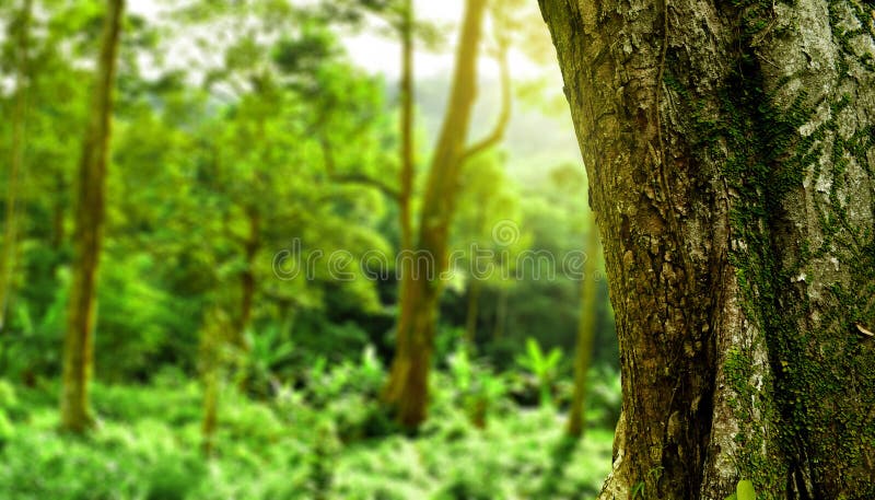 Forest Tree Background at Days Stock Image - Image of outdoor, plants ...