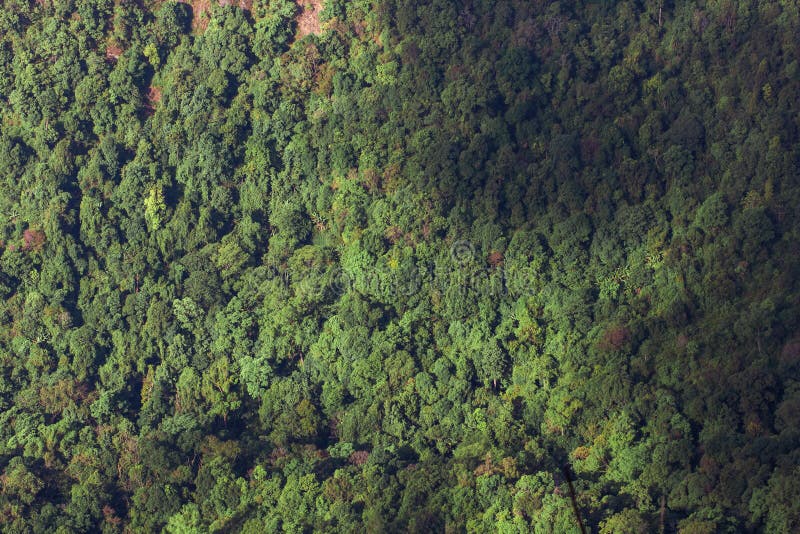 Forest high angle view stock image. Image of wide, tropical - 52135851