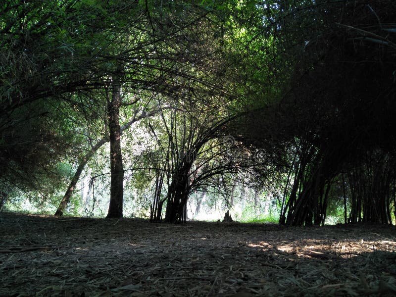 Forest Tree of Bamboos Natural Air Open View Stock Image - Image of ...