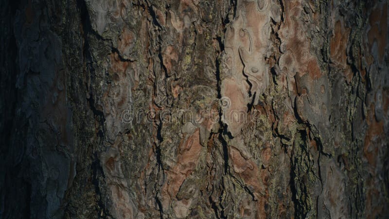 Forest Tree Barck Background Stock Image - Image of surface, macro ...