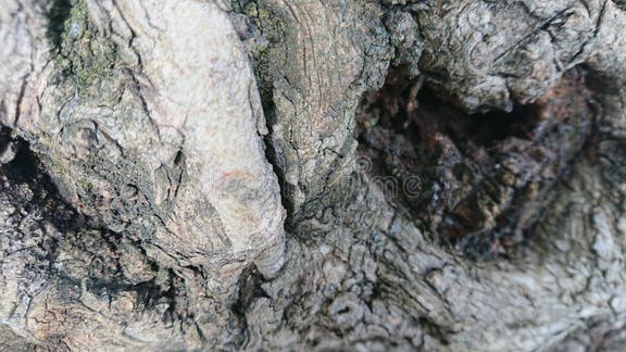 Forest Tree Bark Closeup Backgrounds Nature Textures Stock Photo ...