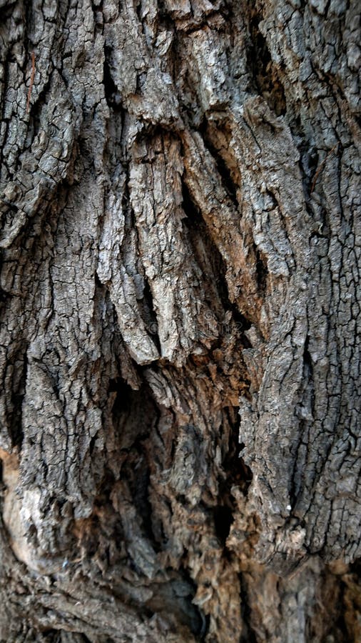 Forest Tree Bark Closeup of Nature Stock Image - Image of tree, forest ...