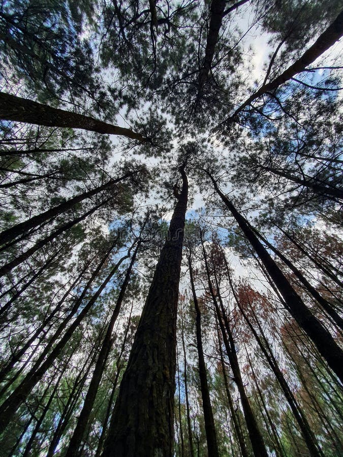 Forest Tree bars stock image. Image of trees, forest - 230882717