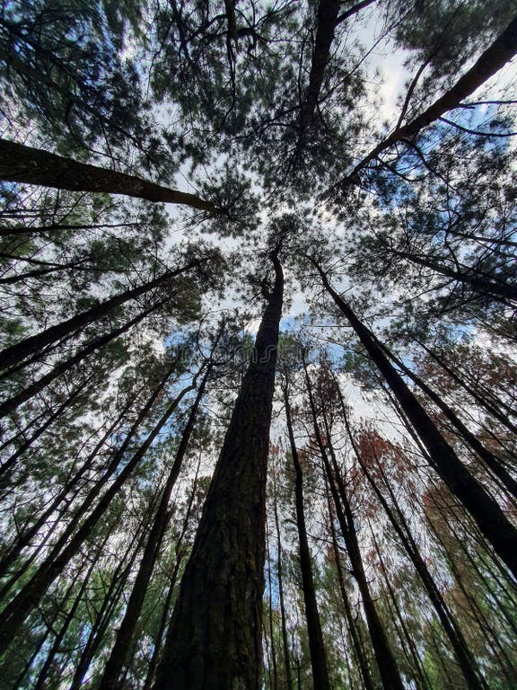 Forest Tree bars stock image. Image of trees, forest - 230882717