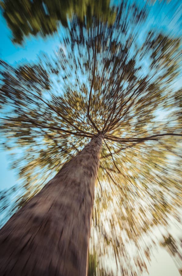 Forest tree bottom view stock image. Image of color, branch - 55511407