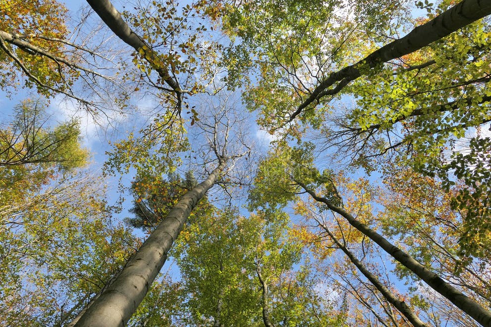 Forest tree crowns stock photo. Image of summer, wood - 272536006