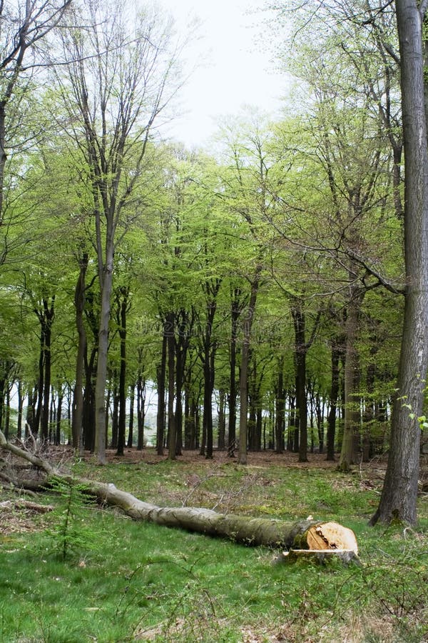 Forest with tree cut down stock image. Image of forest - 2744925