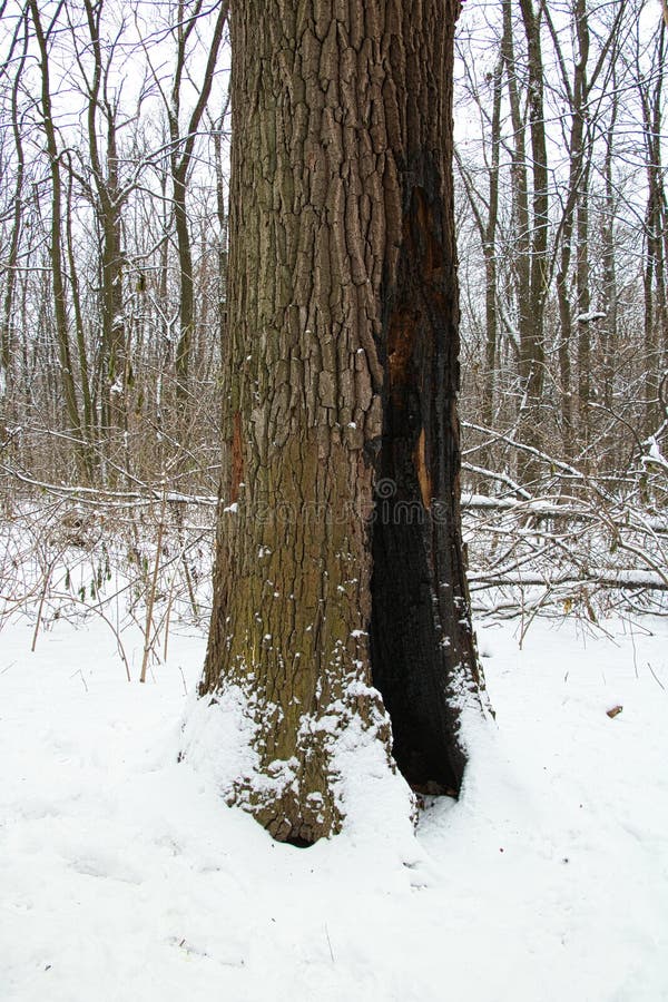 Forest Tree with a Large Burnt Hollow in a Snowy Forest. Stock Image ...