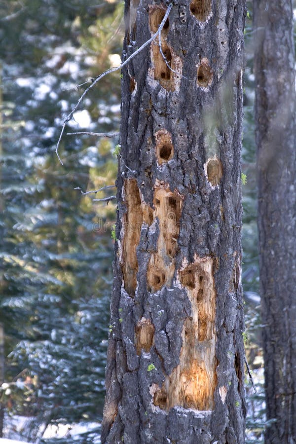 Forest Tree Damaged by Woodpeckers Stock Photo - Image of tree, birds ...