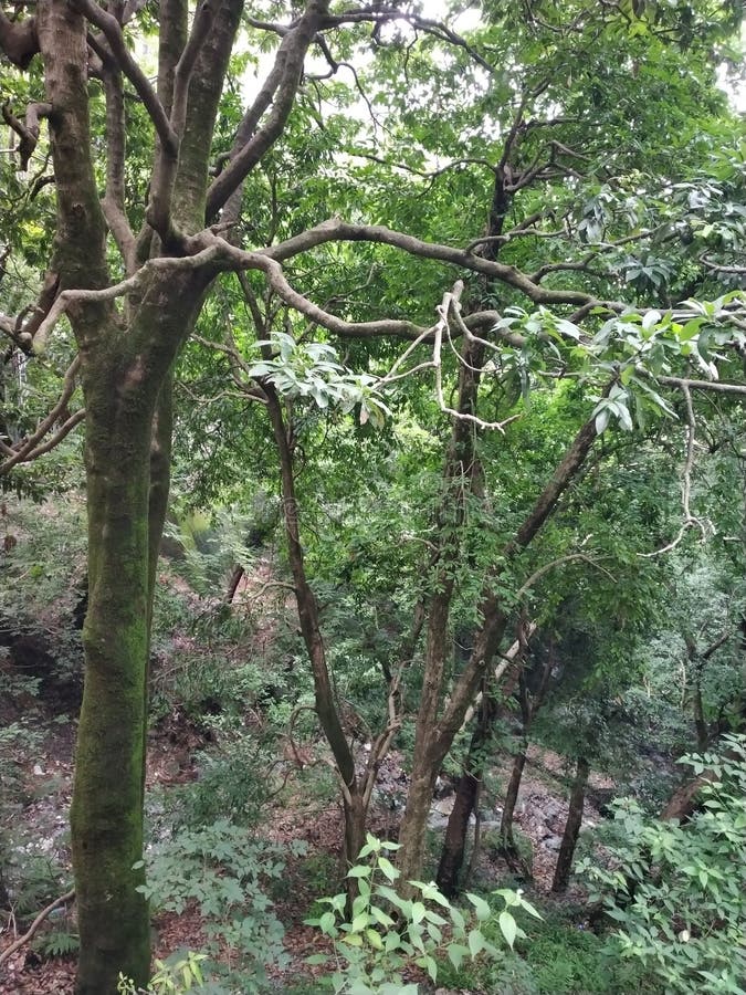 Forest tree stock image. Image of nature, tree, beauty - 121467997