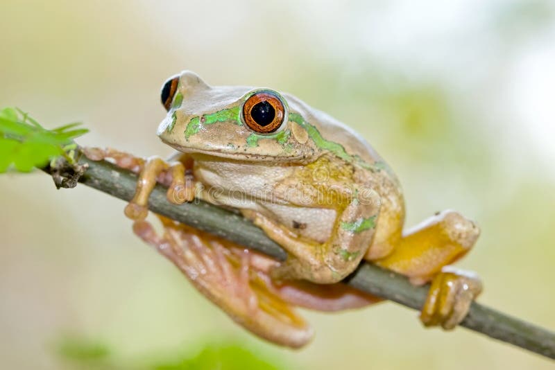 Forest Tree Frog (Leptopelis Natalensis) Stock Image - Image of ...
