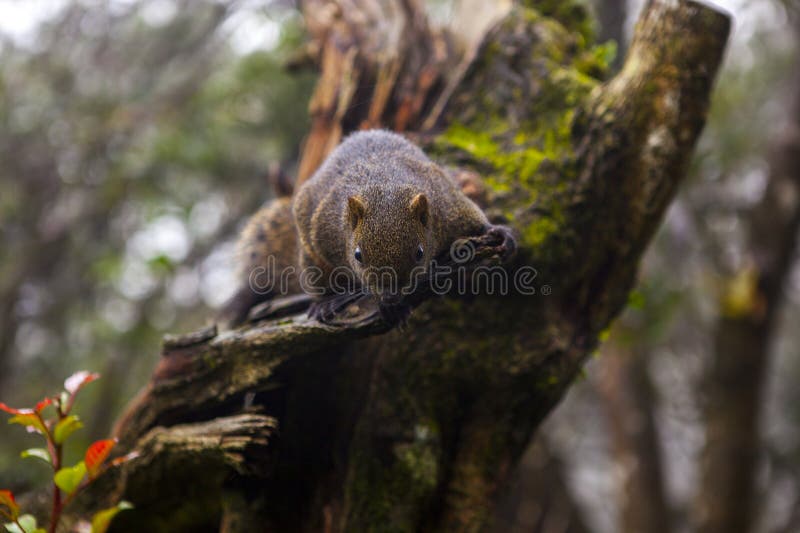 Forest, Tree, Furry, Cute, Squirrel Stock Image - Image of walking ...