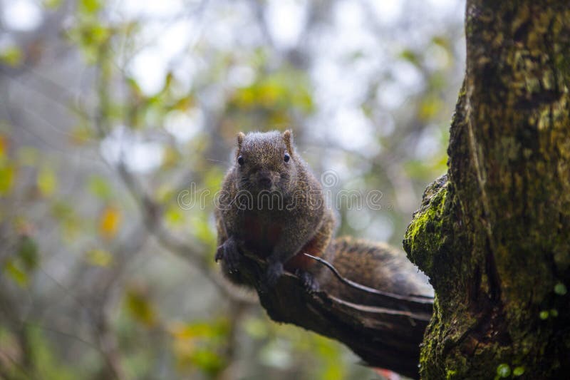 Forest, Tree, Furry, Cute, Squirrel Stock Image - Image of erzishan ...