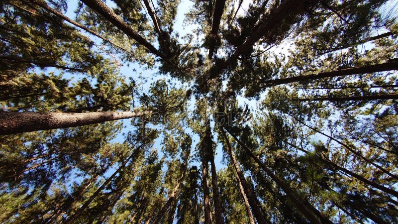 Forest tree in Galaha stock image. Image of forest, flower - 251173785