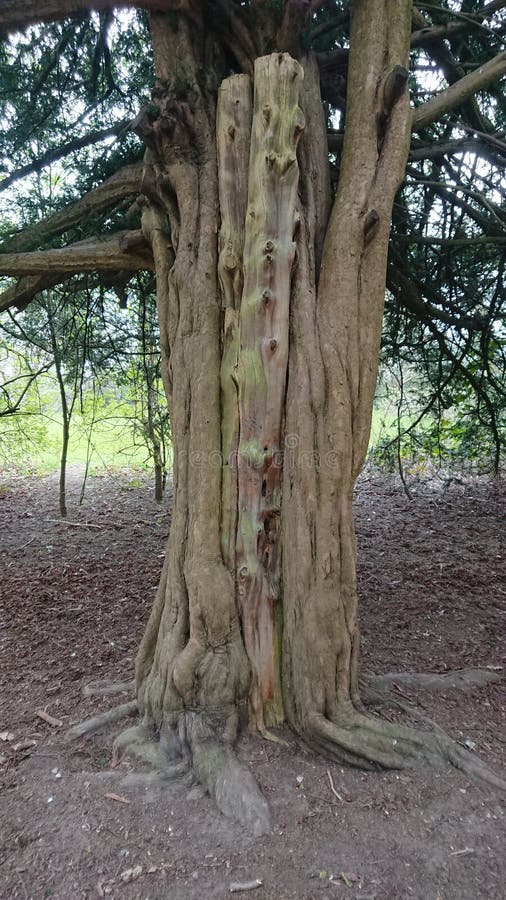 Forest Tree Growing within a Tree Stock Photo - Image of forests, wood ...