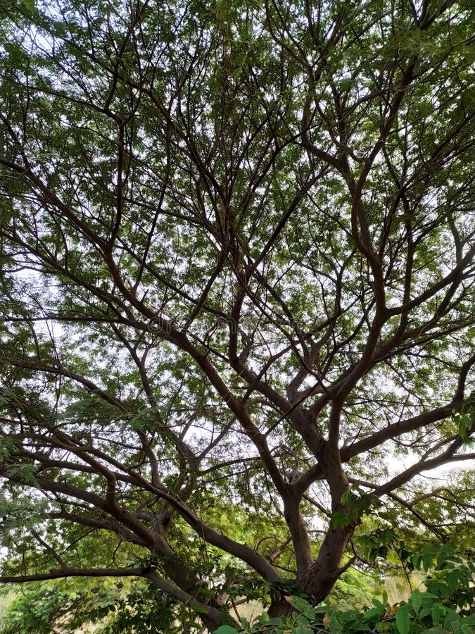 Forest Tree Hd Images in India Maharashtra Stock Image - Image of ...