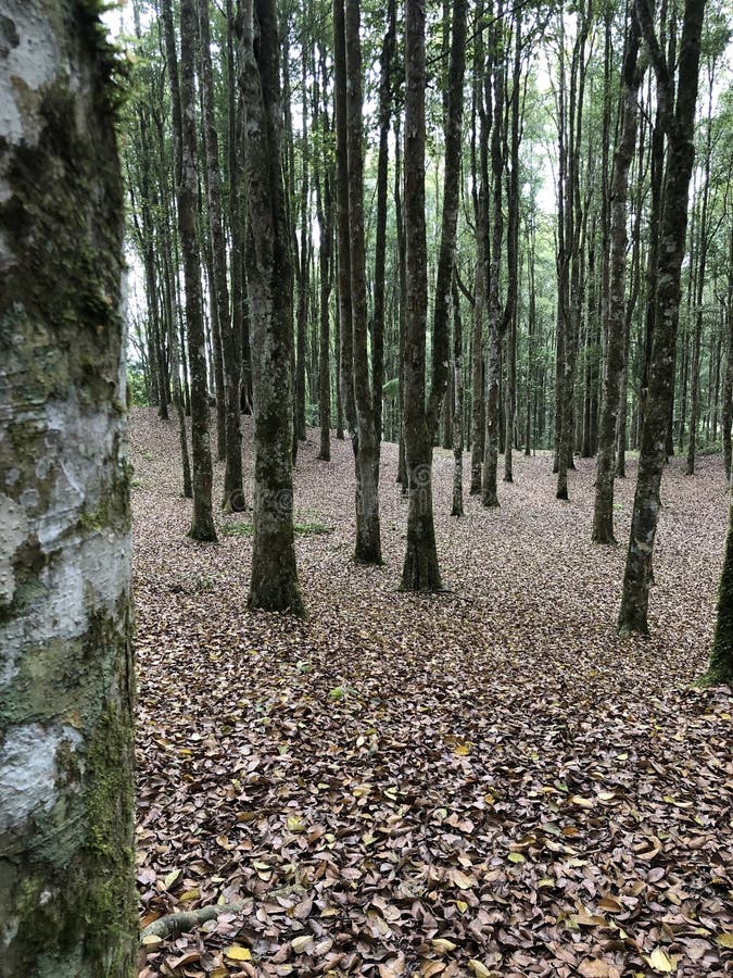 Forest stock image. Image of bali, tree, tabanan, forest - 221387317