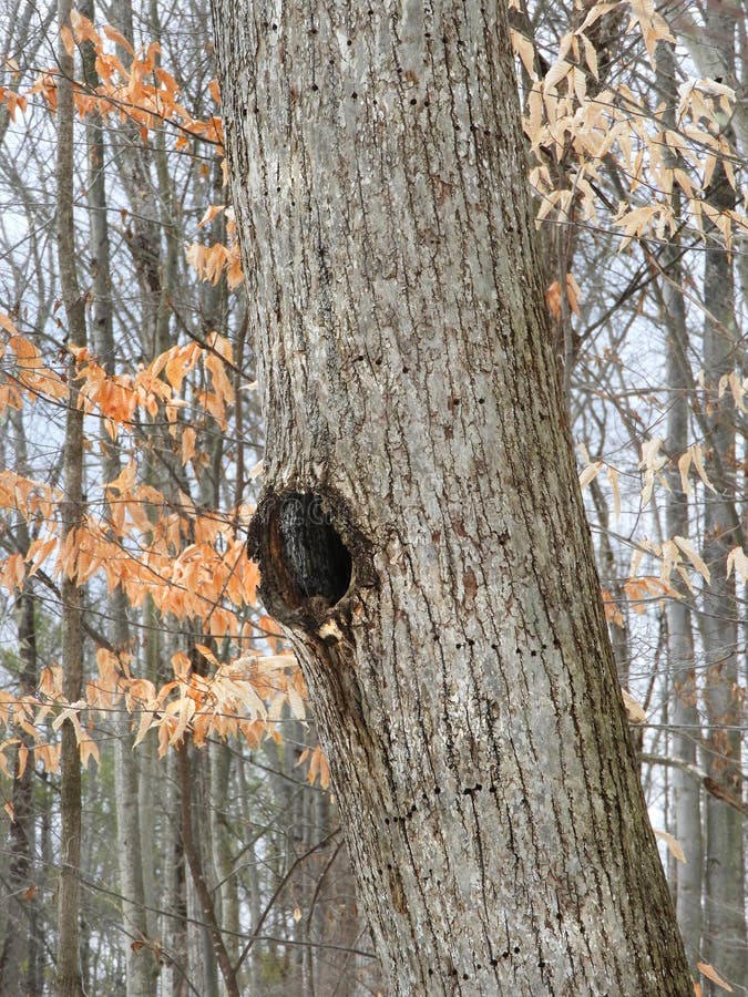 FingerLakes Forest Tree with Hole for Owls or Bird Nesting Stock Photo ...