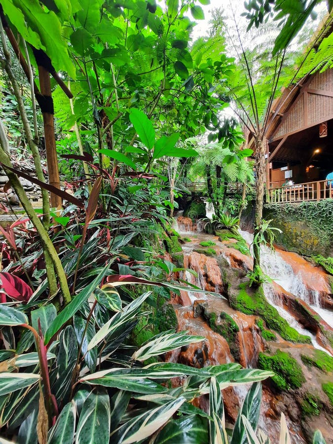 Forest Tree at Kampung Daun Stock Image - Image of tree, bandung: 269012967