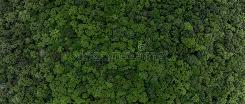Forest and Tree Landscape Texture Abstract Background, Top View Forest ...
