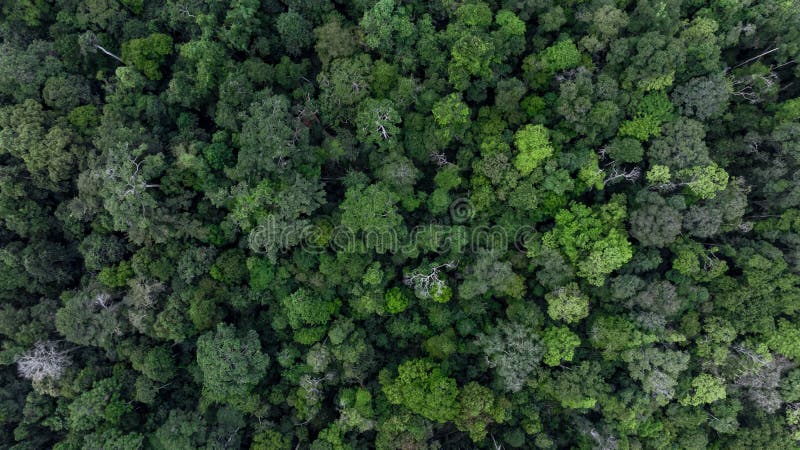 Forest and Tree Landscape Texture Abstract Background, Top View Forest ...