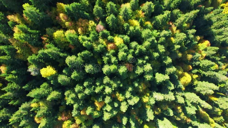 Forest and Tree Landscape Texture Video. Aerial Top View Forest in ...