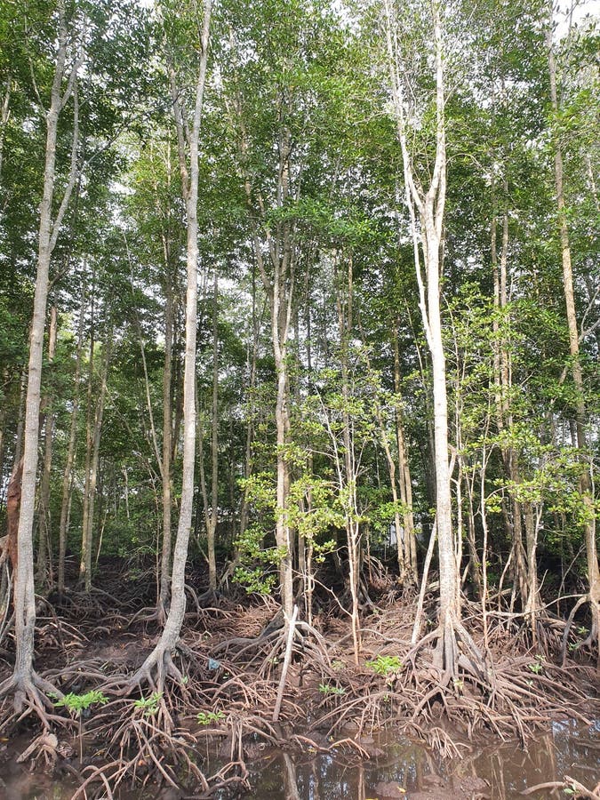 Langsa Plants Stock Photos - Free & Royalty-Free Stock Photos from ...