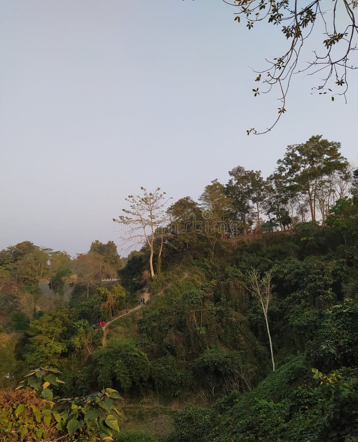 Forest Tree Leaf stock photo. Image of morning, landscape - 202924036