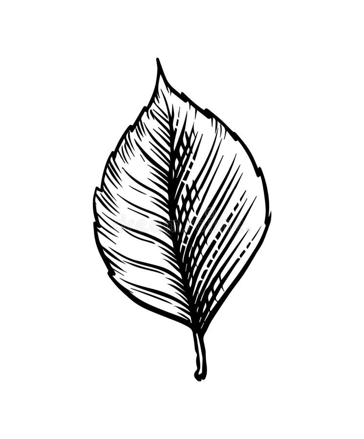 Forest Tree Leaf. Vintage Engraving Sketch. Doodle Outline. Hand ...