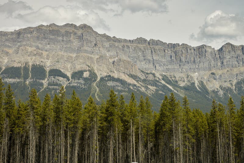 Forest Tree Line with Mountains Behind in Alaska Stock Photo - Image of ...