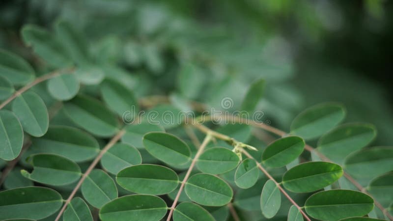 Devesh Soam (3travelersofficial) - Videos