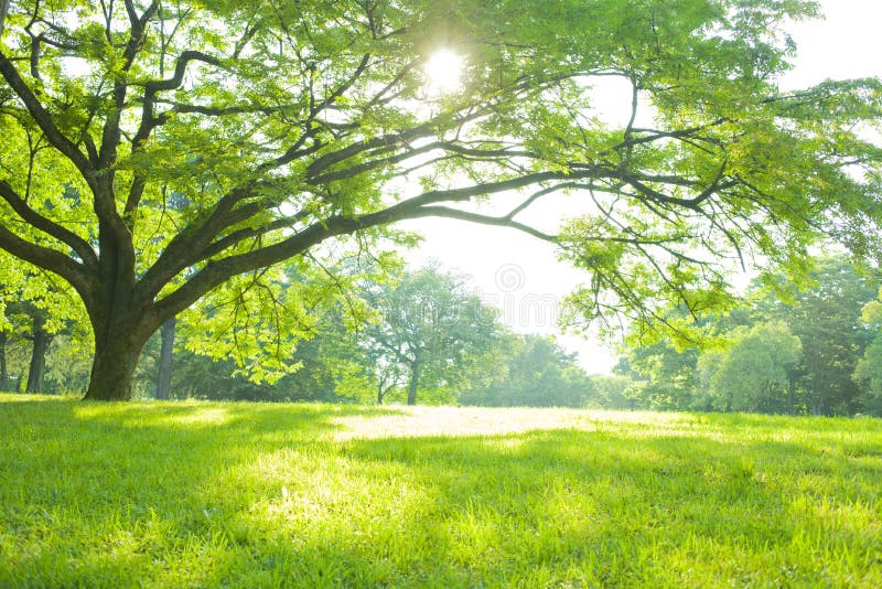 Tree sunlight stock image. Image of large, woodland - 263498305