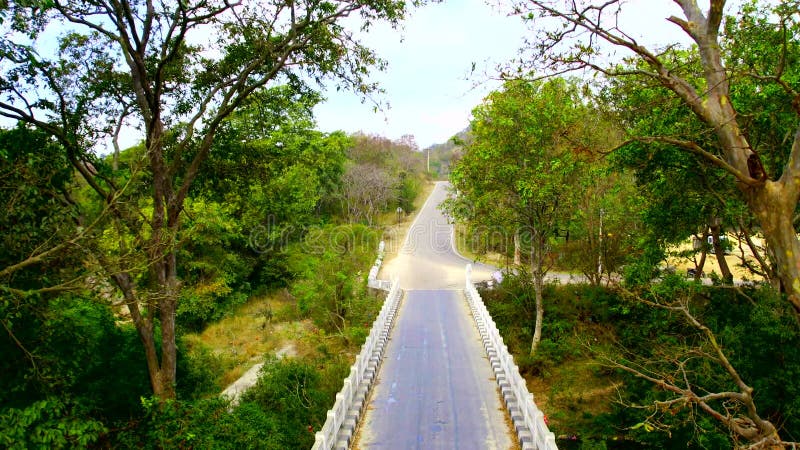 FOREsT TREE and MOUNTAIN in RAPUR UNA HIMACHAL Stock Video - Video of ...