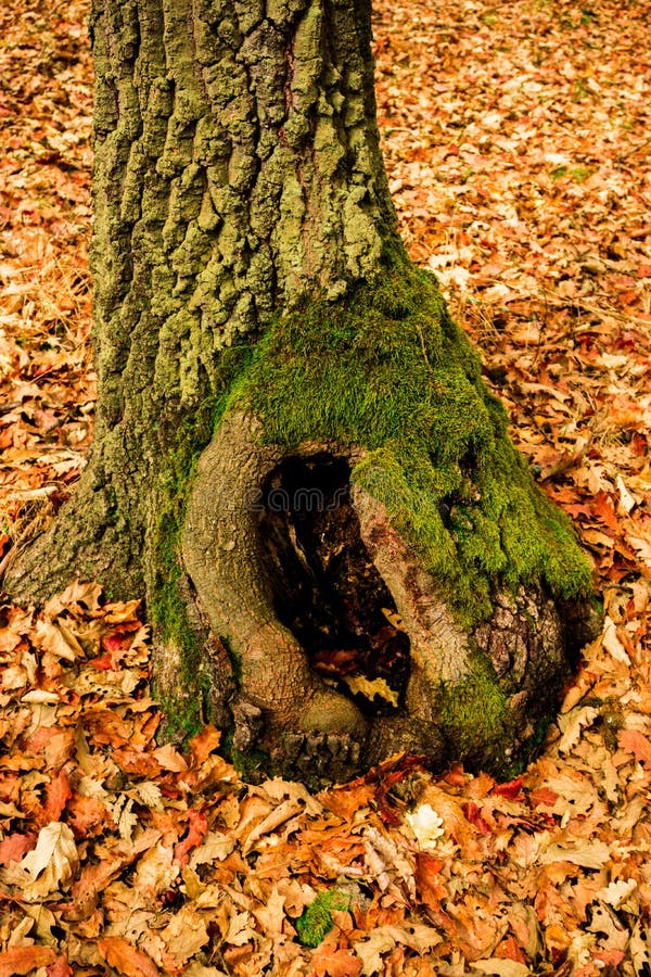 Muscle of the tree stock image. Image of trees, teach - 96099095