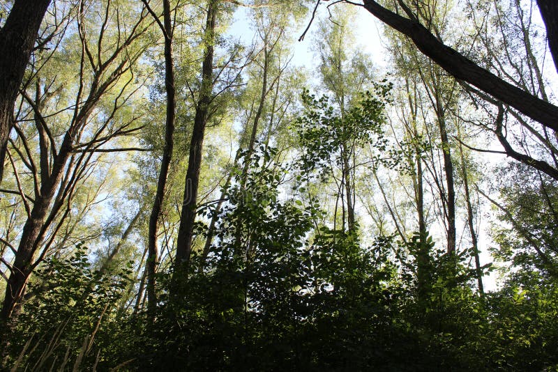 Forest Tree, Nature Landscape View Frog Perspective Stock Image - Image ...
