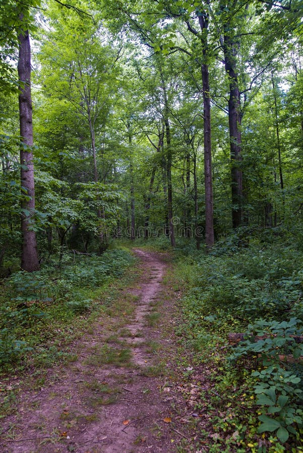 Forest and tree path stock photo. Image of hiking, woods - 196265124