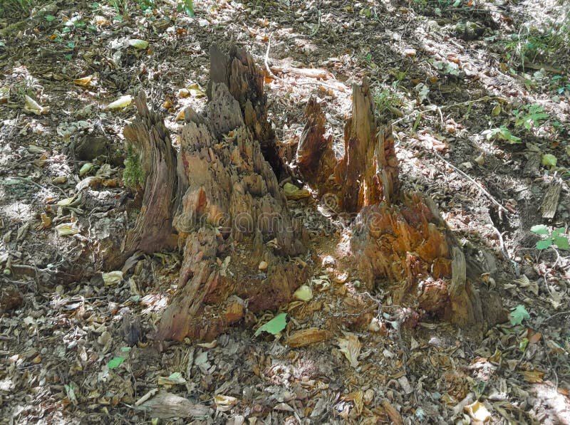 A Piece of Cut Trunk Resting on the Green Grass of a Wood Stock Image ...