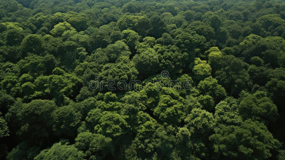 Forest tree plan view stock photo. Image of root, tree - 361048946