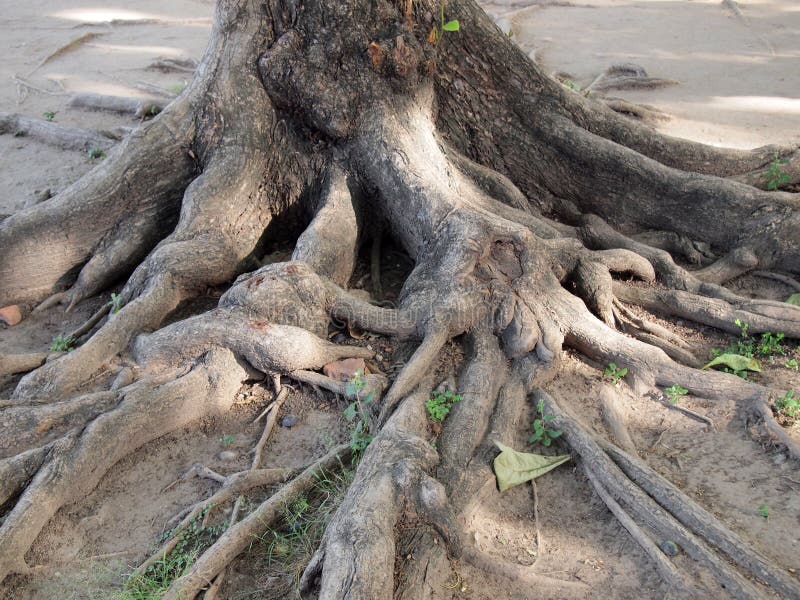 Forest tree with roots stock image. Image of beautiful - 141881965