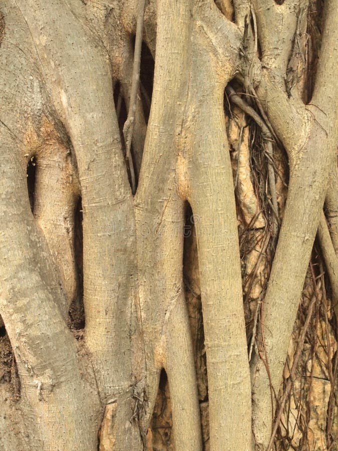 Forest tree with roots stock photo. Image of foliage - 187316902