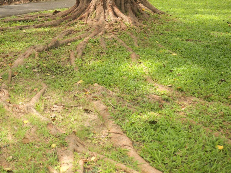 Forest tree with roots stock photo. Image of forest - 187316904