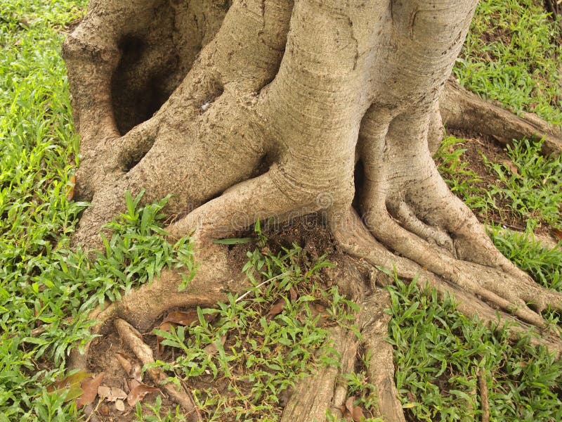 Forest tree with roots stock image. Image of light, ancient - 188977675