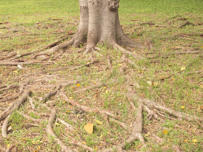 Forest tree with roots stock photo. Image of nature - 188978032
