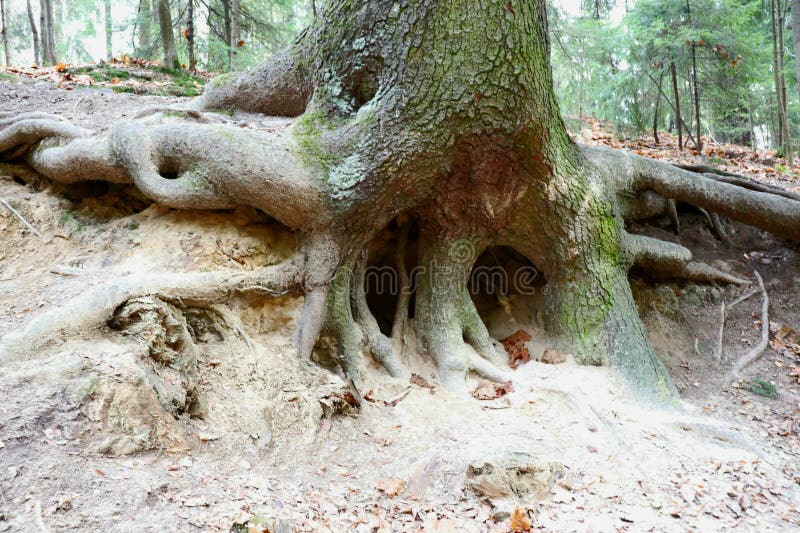 Forest tree roots stock photo. Image of trees, tree - 165434470