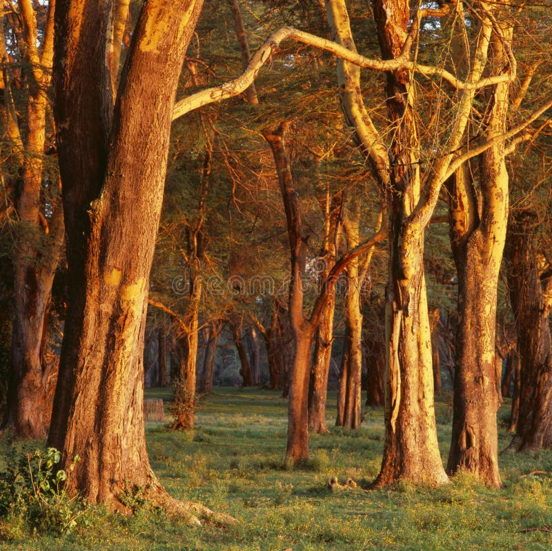 Forest stock photo. Image of landscape, savannah, bush - 50423086
