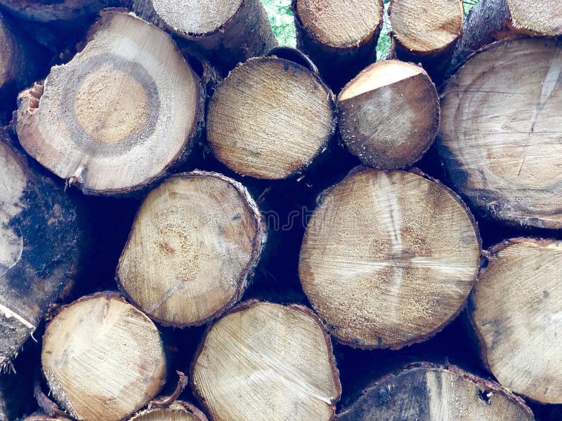 Forest wooden cut stock photo. Image of tree, sections - 125689838