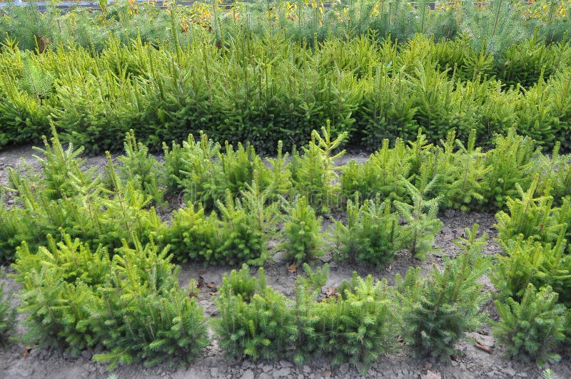 Forest Tree Seedlings Grow in a Nursery Stock Photo - Image of natural ...