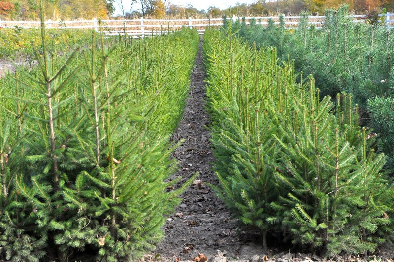 Forest Tree Seedlings Grow in a Nursery Stock Photo - Image of twig ...